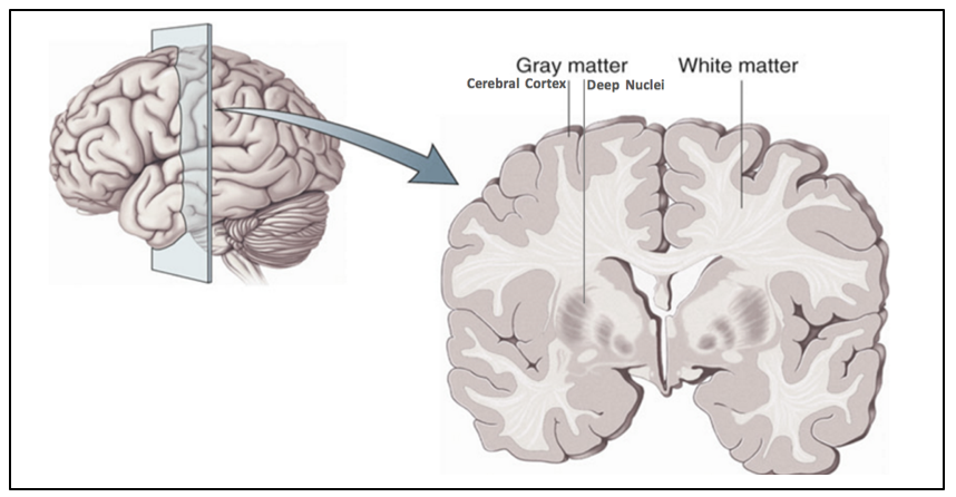 Grey matter (nerve cell bodies) and White matter (myelinated nerve axons).